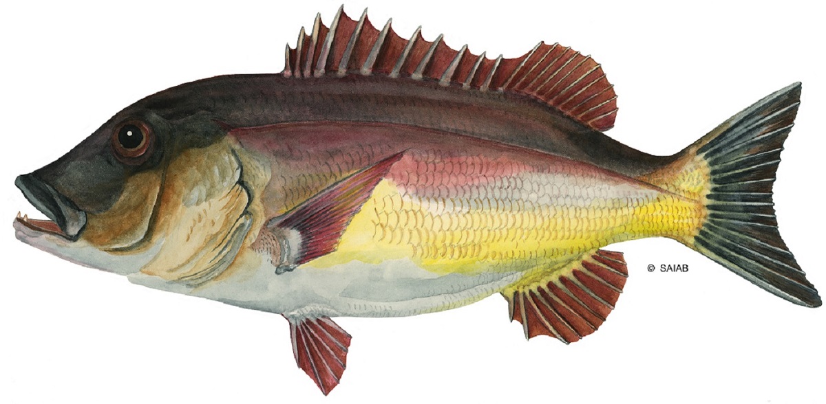 Report Marine Linefish Research Highlighted Fishing Industry News Sa