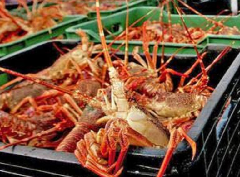 2024/25 West Coast Rock Lobster Season Announced | Fishing Industry ...