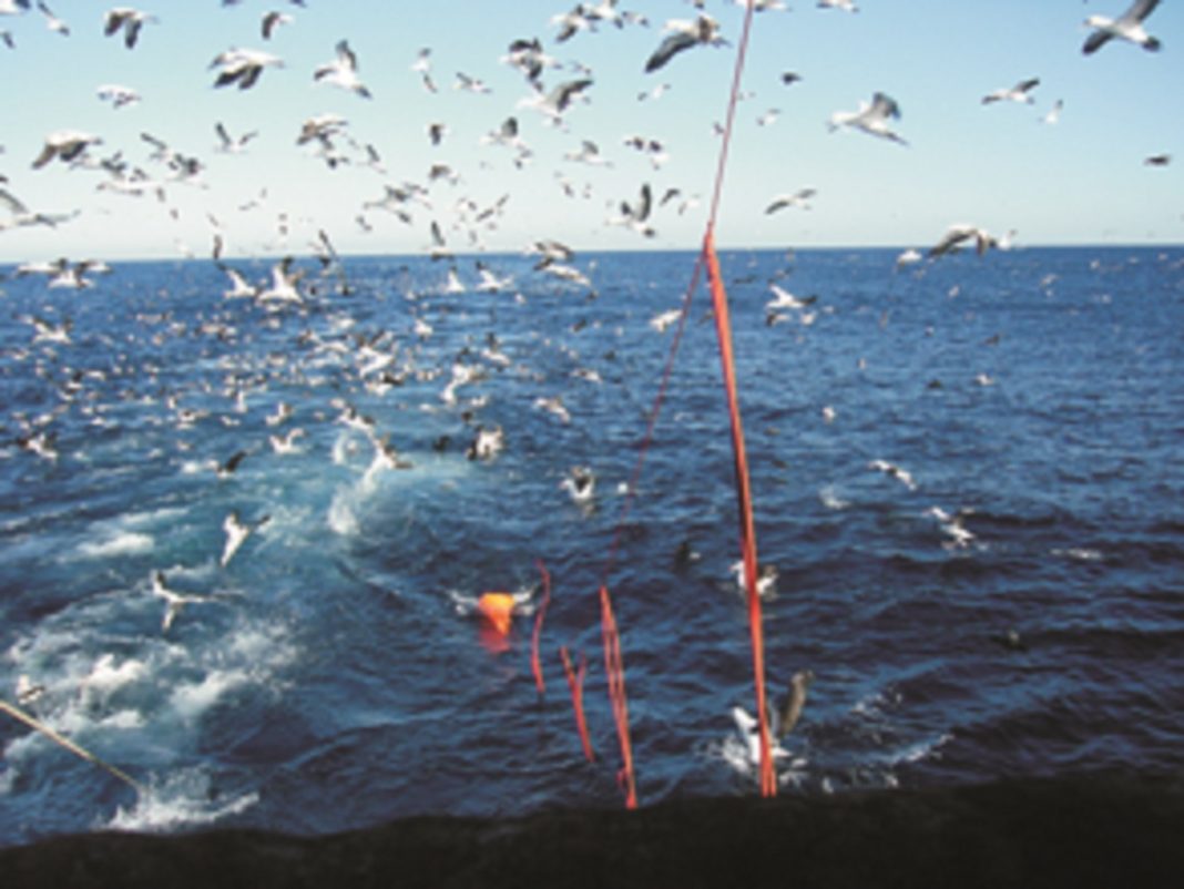 Seaspiracy: How to Make Fishing More Sustainable by Tackling Bycatch ...