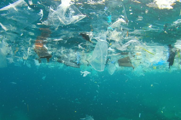 Let’s Get Serious About World Ocean Day | Fishing Industry News and ...