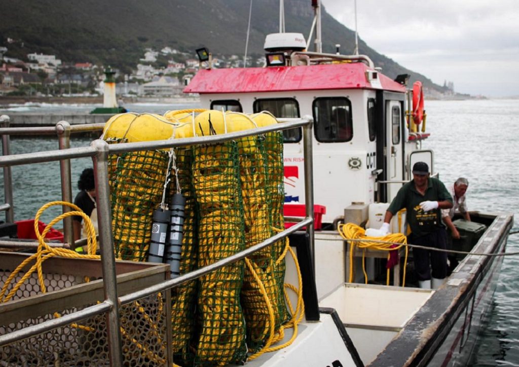The Octopus Fishery Has a Gripping Story to Tell… | Fishing Industry ...