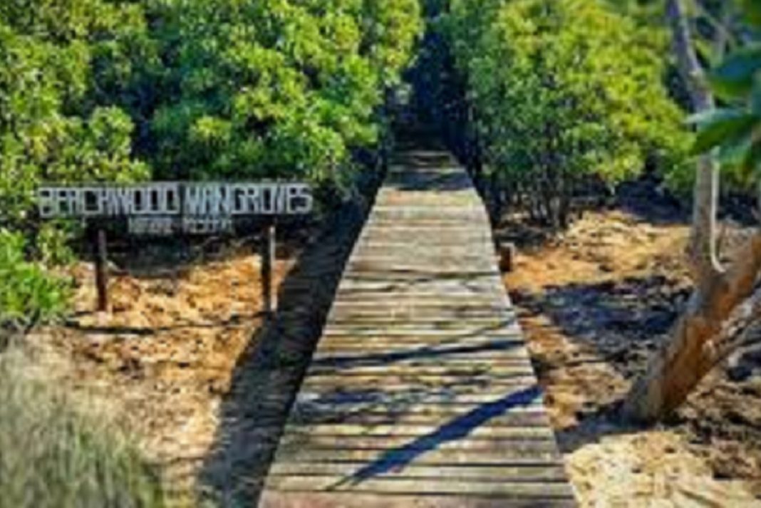 Durban Mangrove Forest Rehabilitation Project | Fishing Industry News ...