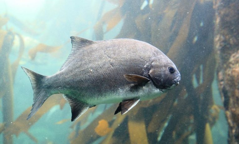 There’s More to the Red-Listed Galjoen than You Might Think | Fishing ...