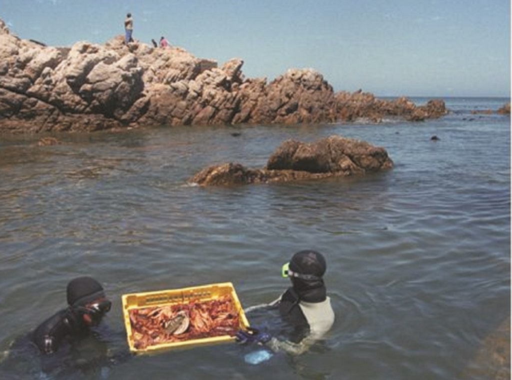 Abalone Poaching – Treat the Cause not the Symptoms | Fishing Industry ...