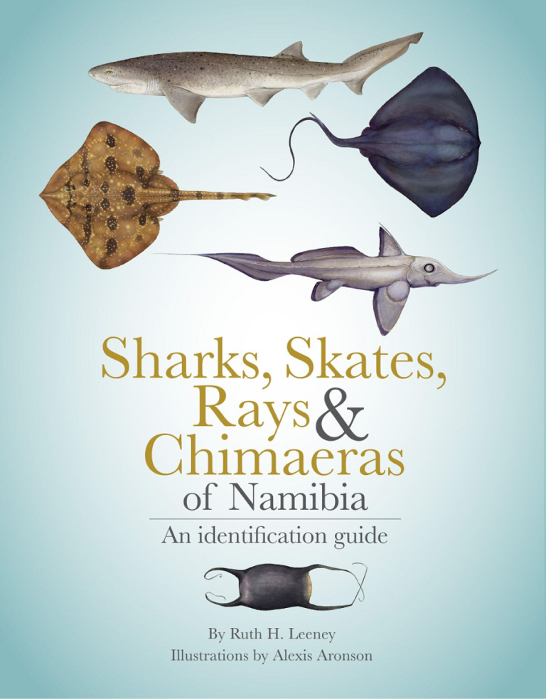 New Guide to Namibia’s Sharks, Skates, Rays and Chimaeras | Fishing ...