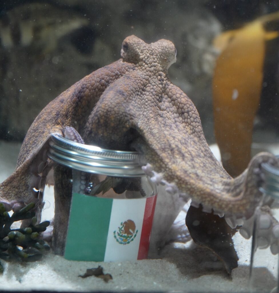 Cherry the Octopus Predicts Accurate Football Showdown | Fishing ...